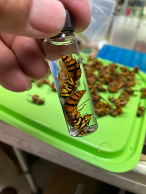 Entomology Real Insect Southern Paper Wasp (Polistes bellicosus) Wet ...