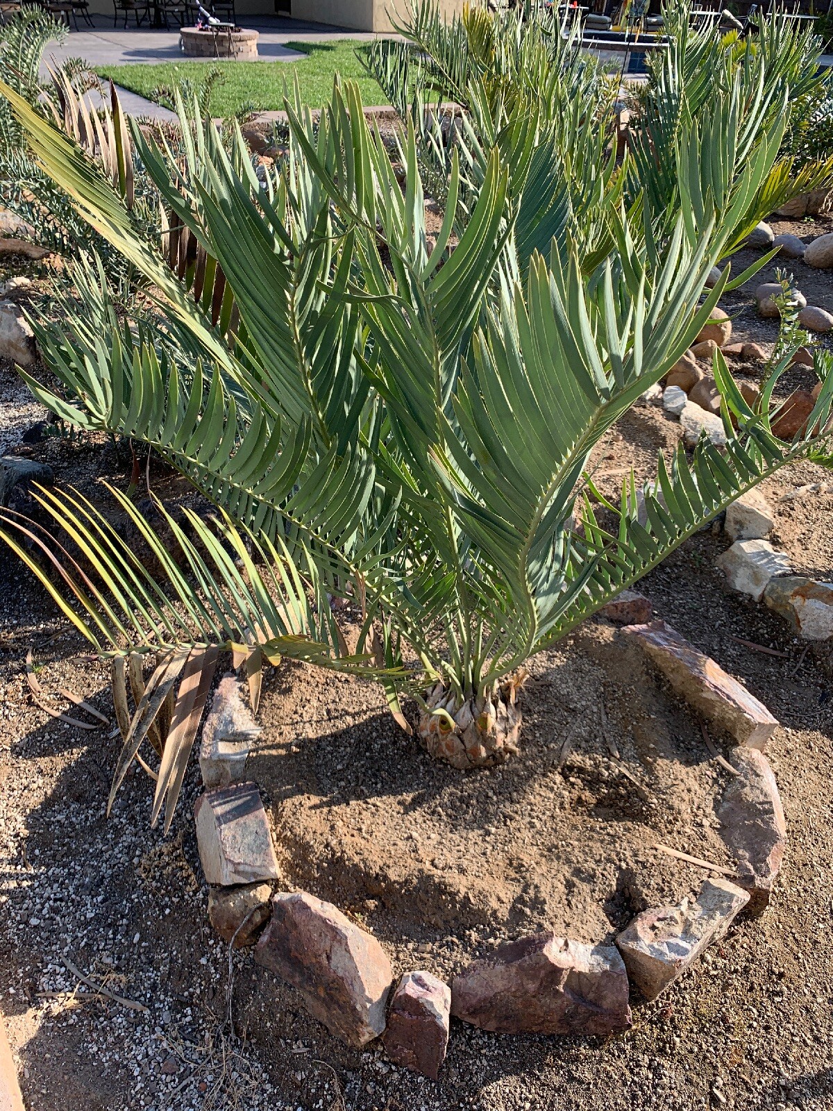 Encephalartos Nubimontanus Extinct CLOUD MOUNTAIN CYCAD Ice Blue Cycads ...