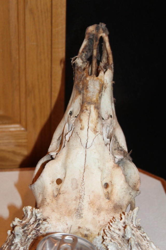 Whitetail Deer Mounts Taxidermy Skull Antler Hunt Rack Log Cabin Wall ...