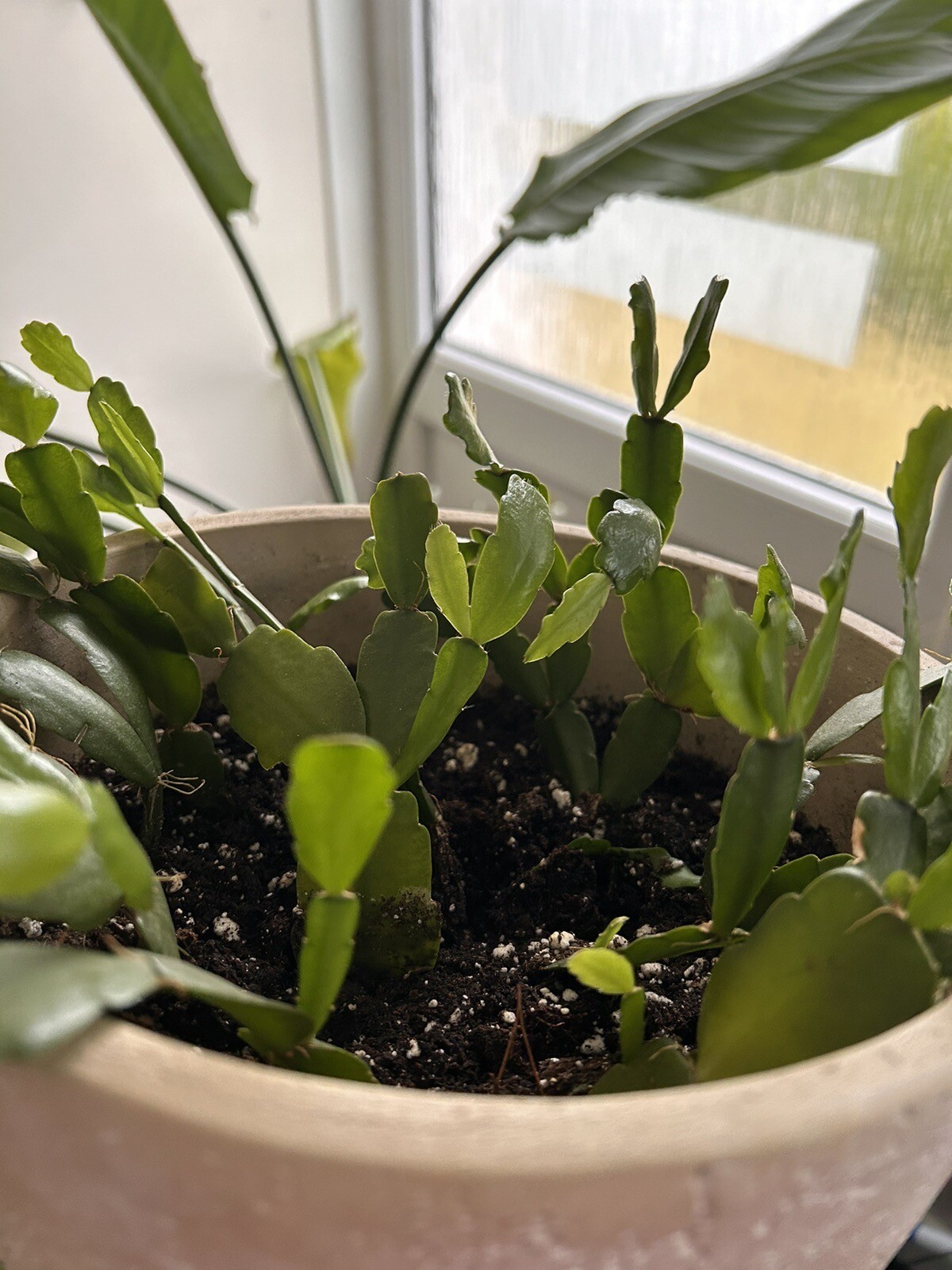 True Christmas Cactus Plant 🌺 Schlumbergera Buckleyi 🌺 Bare Root Ready ...