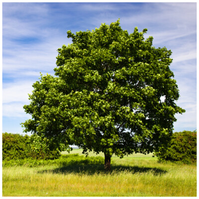 100 Field Maple Hedging,Native Trees Acer Campestre 40-60cm Plants ...