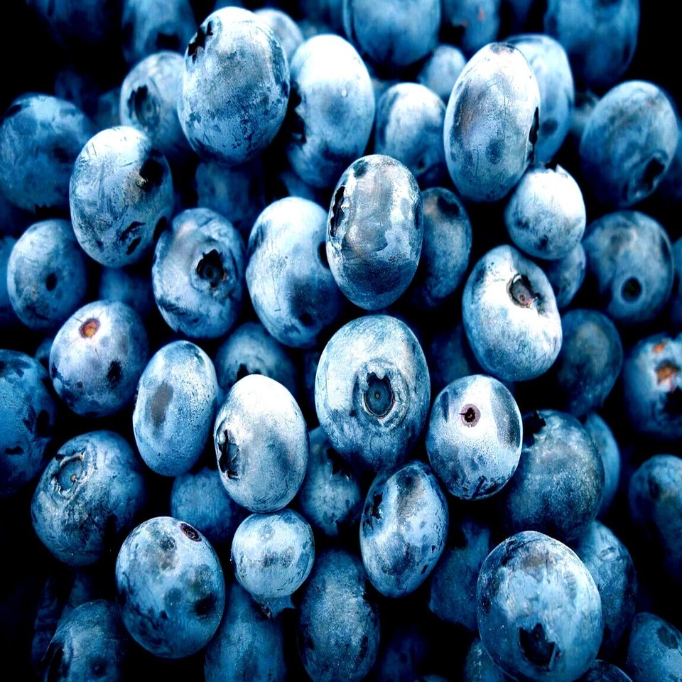BLUEBERRY TREE SEEDS New Jersey Southern Highbush Cold Hardy Garden ...