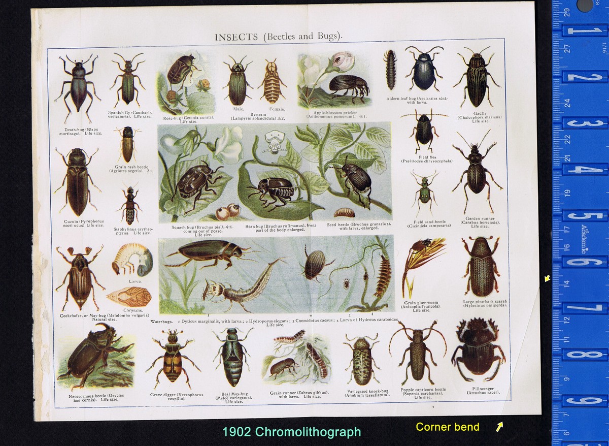 Bug Identification Chart