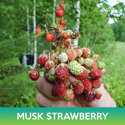 Musk Strawberry Seeds, Fragaria moschata | eBay