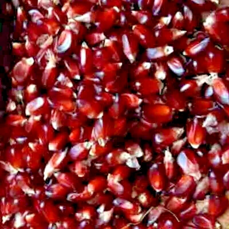 100+ STRAWBERRY RARE RUBY CORN SEEDS RED HEIRLOOM NON-GMO POPCORN FREE ...