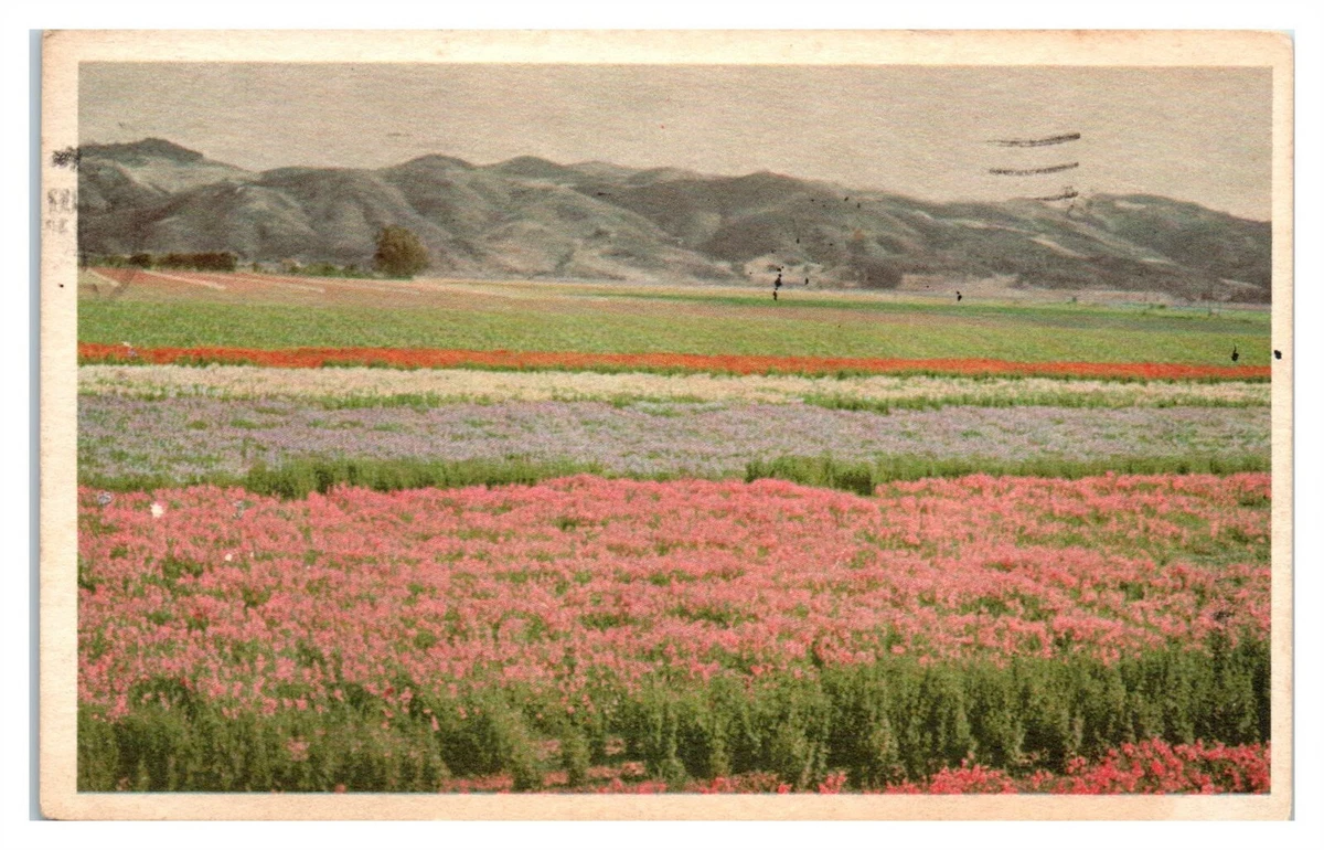 Lompoc Flower Fields 2017 | Best Flower Site