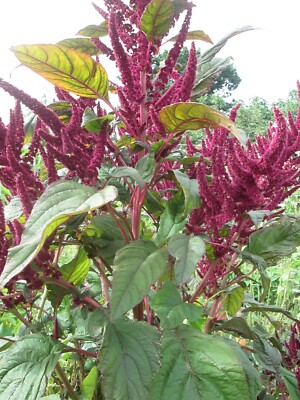 AMARANTH GREEK PURPLE - 300 SEEDS - BUY 1 GET 1 FREE | eBay UK