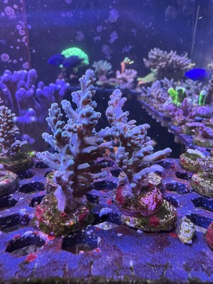 Teal Smoothskin Tabling Acropora SPS Coral Frags 🪸 | eBay