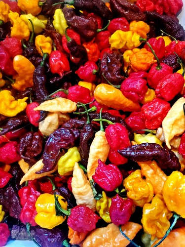 Freshly Pickled Super Hot peppers- 2 Ingredients only- PURE FIRE ...