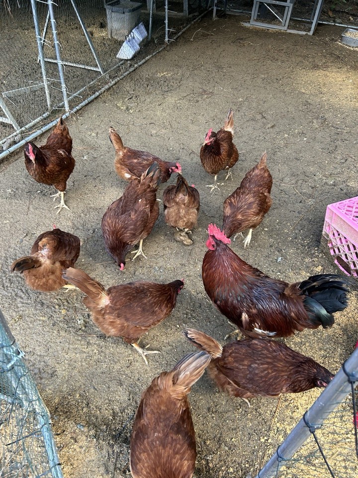 6 Rhode Island red Hatching Eggs | eBay
