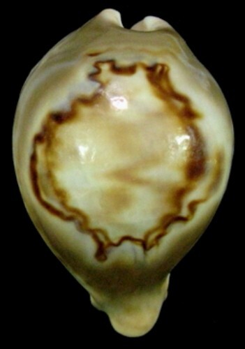 CYPRAEA FULTONI MASSIERI seashell MOZAMBIQUE - 75mm ! AWESOME !!! | eBay