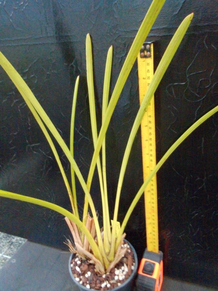 SPECIES ORCHID Cymbidium atropurpureum | eBay Australia