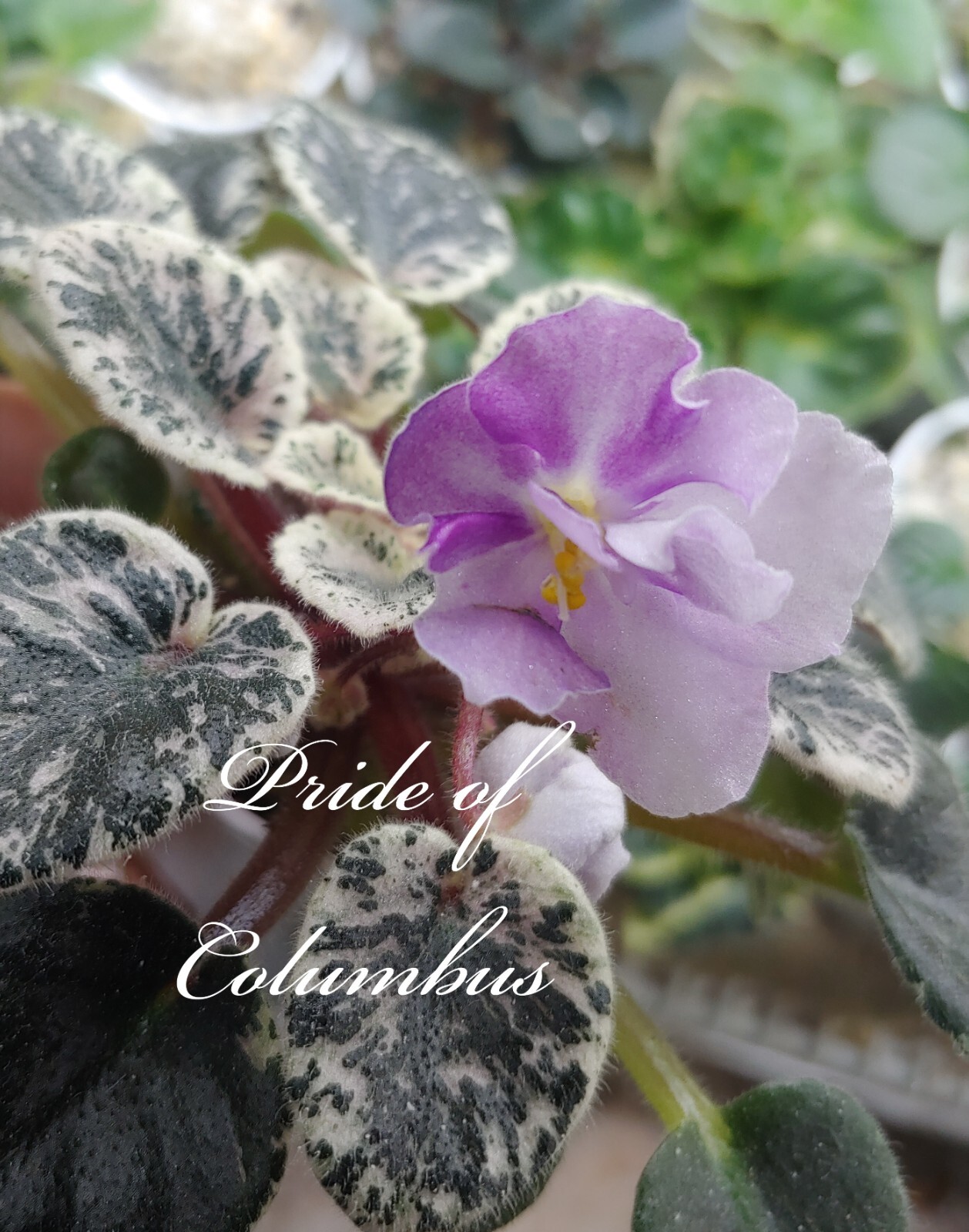 African Violet Plant -- Pride of Columbus ~~ Variegated Semi Miniature ...