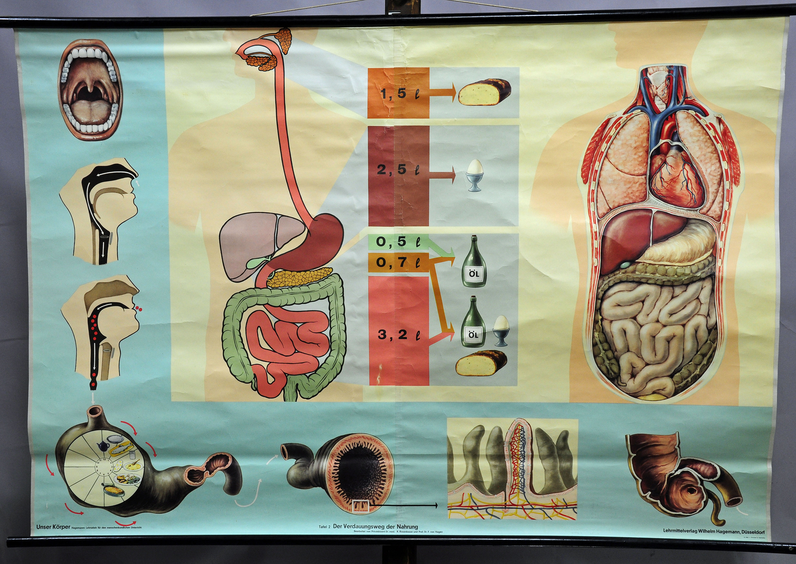 vintage medical rollable poster wall chart | Grelly USA