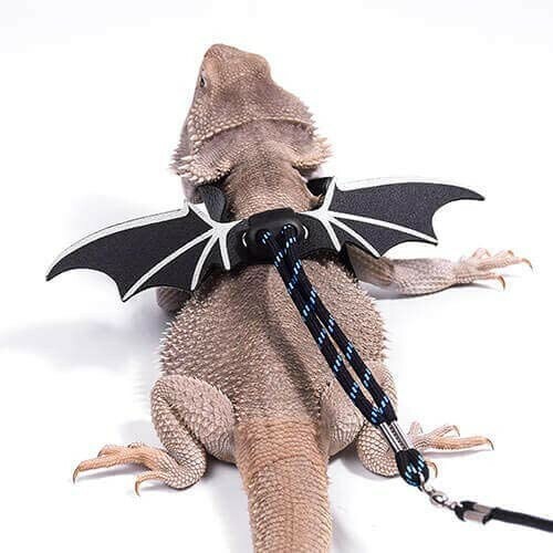 Bearded Dragon With Wings