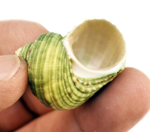 Set of 6 Small Green Turbo Shells (Size 3/4"-1.25"/ Open. 1/2"-3/4 ...