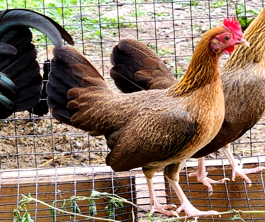 6 NPIP/AI CLEAN BB RED Old English Game Bantam Hatching Eggs SHOW ...