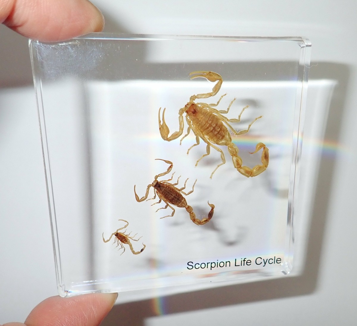 Scorpion Life Cycle