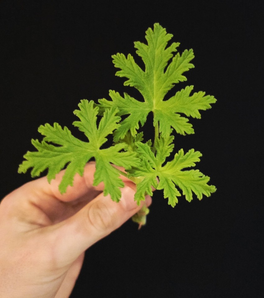 Geranium Hraveolens, Lemon Lime. Very Fragrant Leaves. Medicinal. 1 X ...