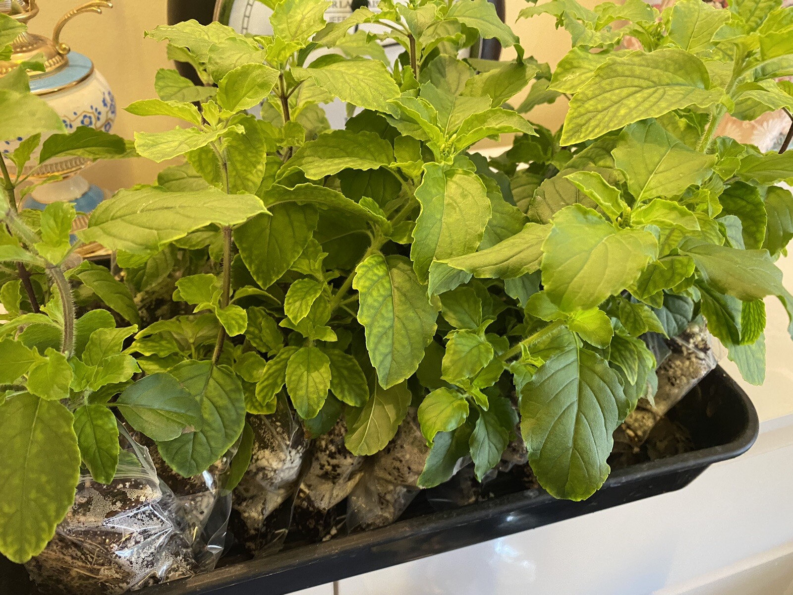 Tulsi Holy Basil plant, Krishna or Rama Tulsi 100% genuine. matured One ...