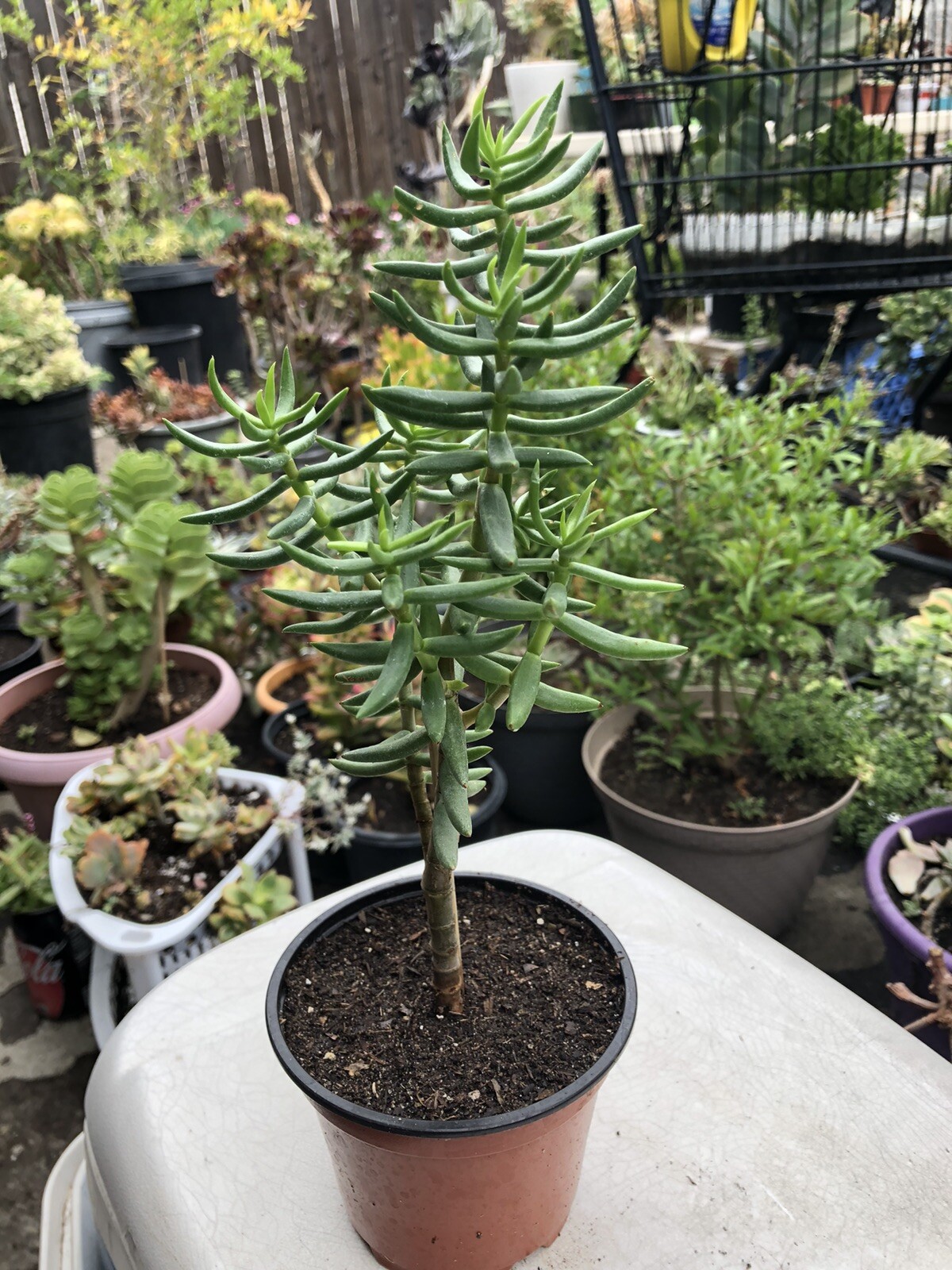 6” + Live Plant Crassula Tetragona Mini Pine Tree | eBay