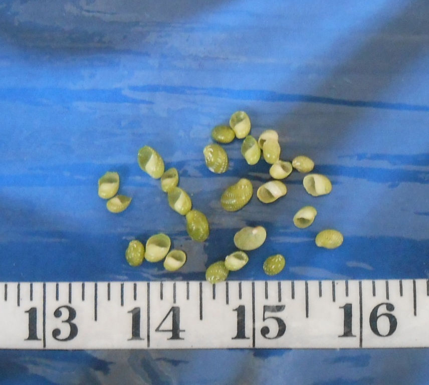 ~ Emerald Nerite Snail Shells ~ 25 ~ Green ~ Shellcraft ~ Sailor's ...