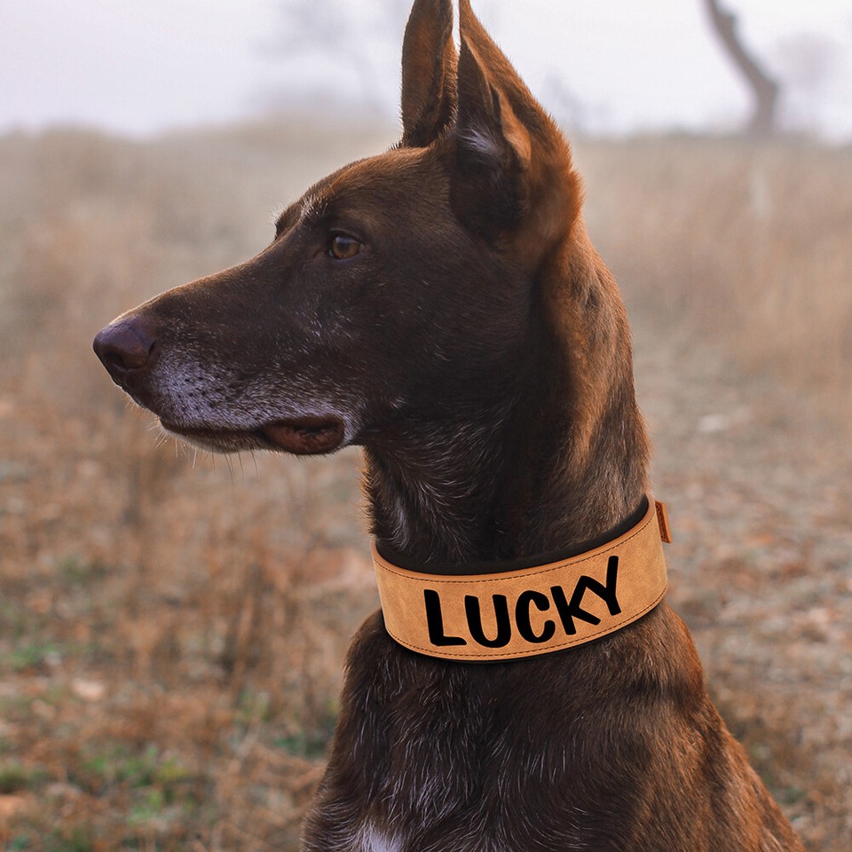Wide Leather Padded Dog Collar Personalized with Name Rottweiler ...
