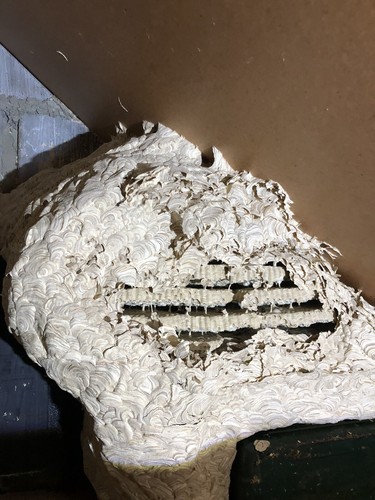 Wasps Nest Garage Loft Midi Fumigator Wasp Killer Generates Fumigation ...