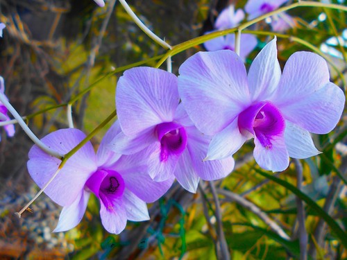 Dendrobium Orchid bigibbum "Font Hill Splash" | eBay Australia