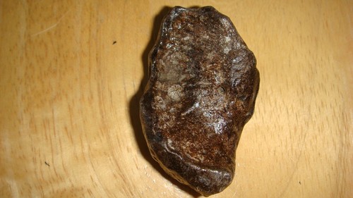 B020 Fossil Cetacean Bullae Inner Ear Bone Mammal Extinct Whale | eBay