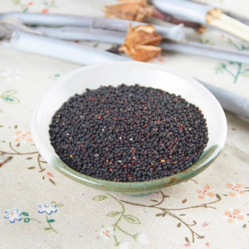 生王不留行 炒王不留行王不留籽 留行子 Semen Vaccariae 500g Natural Health# | eBay Australia