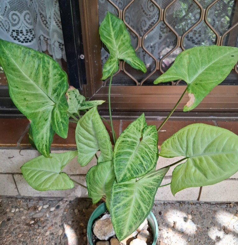 SYNGONIUM PLANT---Indoor and Patio | eBay Australia