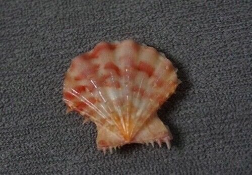 Chlamys rastellum 30 mm GEM " PINKISH color pattern selected collection ...