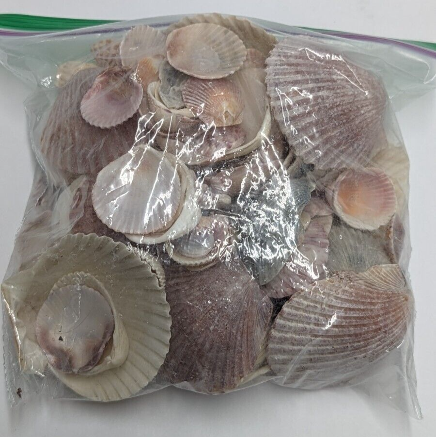 Lot of 6+ Pounds of Mixed Seashells for Ocean Decor Wedding Aquarium Crafts | eBay