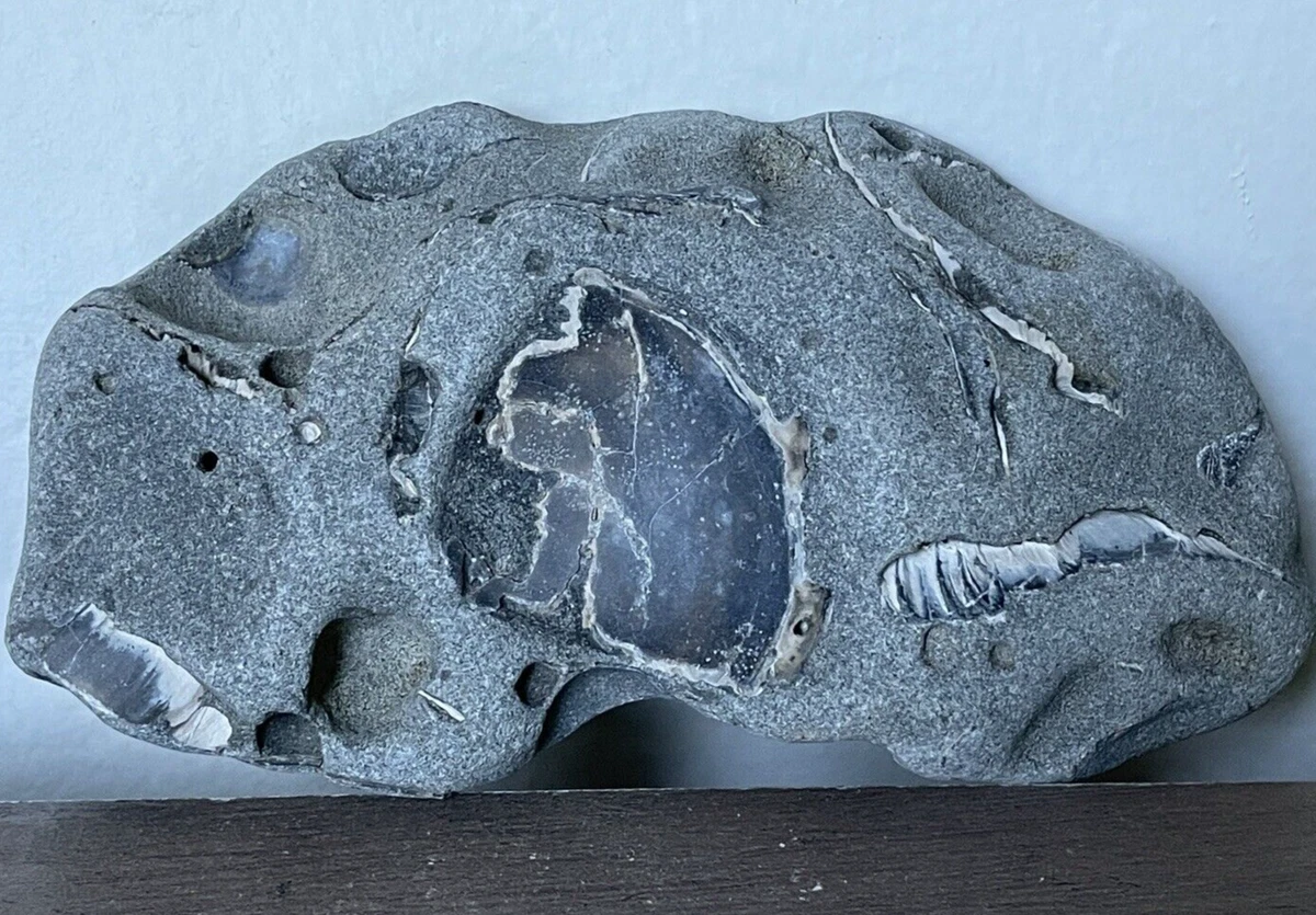 Shell Fossils In Rocks