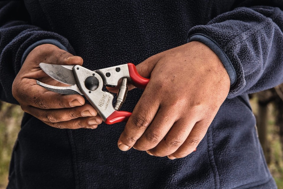 Felco Pruning Shears (F 16) - High Performance Swiss Made Left-Handed ...