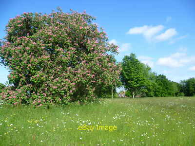 Photo 12x8 Blossom on Shipbourne Common Shipbourne Common is ...