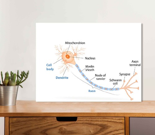 Human Cell Dendrite & Axon Vector 5mm thick Plastic Poster Ready to ...