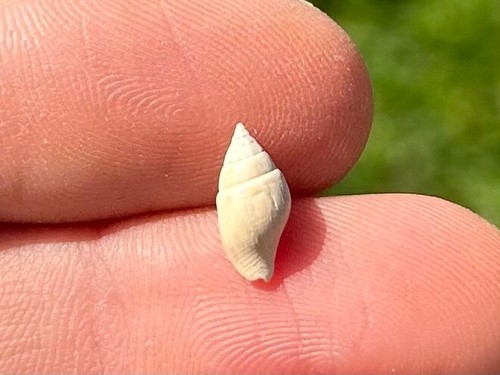 Florida Fossil Gastropod Nitidella nitida Bermont Formation Pleistocene Shell | eBay