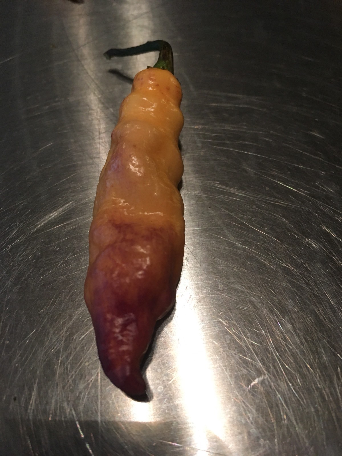 15 PINK TIGER PEPPER SEED ULTRA RARE HOT-- GHOST PEPPER - PIMENTA DO ...