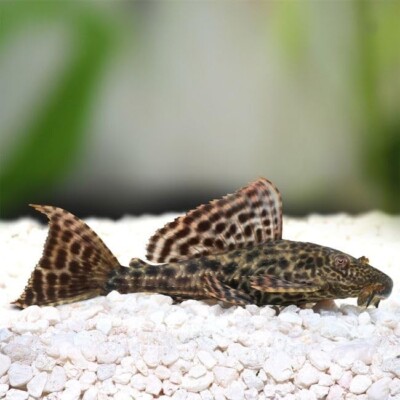 3-Pack Pleco (Hypostomus plecostomus) 2” – Live Freshwater Fish for ...