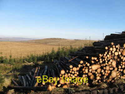 Photo 6x4 Timber stack near Ridley Stokoe Felling is currently taking ...
