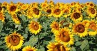 Sun King Sunflower Seeds Border Plant Flower Garden Sunflower Seeds Cut ...