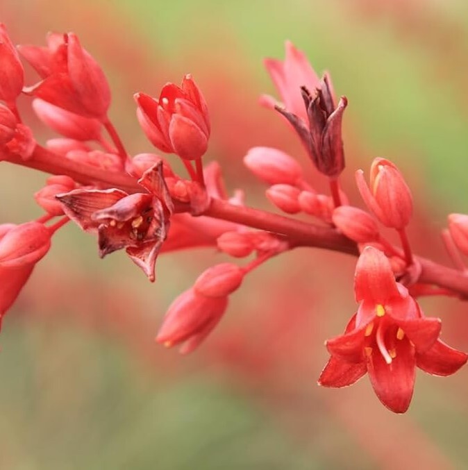 Red Yucca Plant Live Outdoor 4 to 6 Inches Tall in Pot - Red Yucca ...