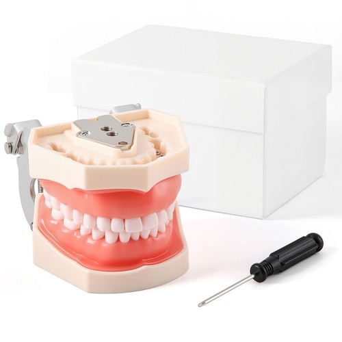 Dental Extraction Model Practice Tooth Model All Teeth Detachable ...