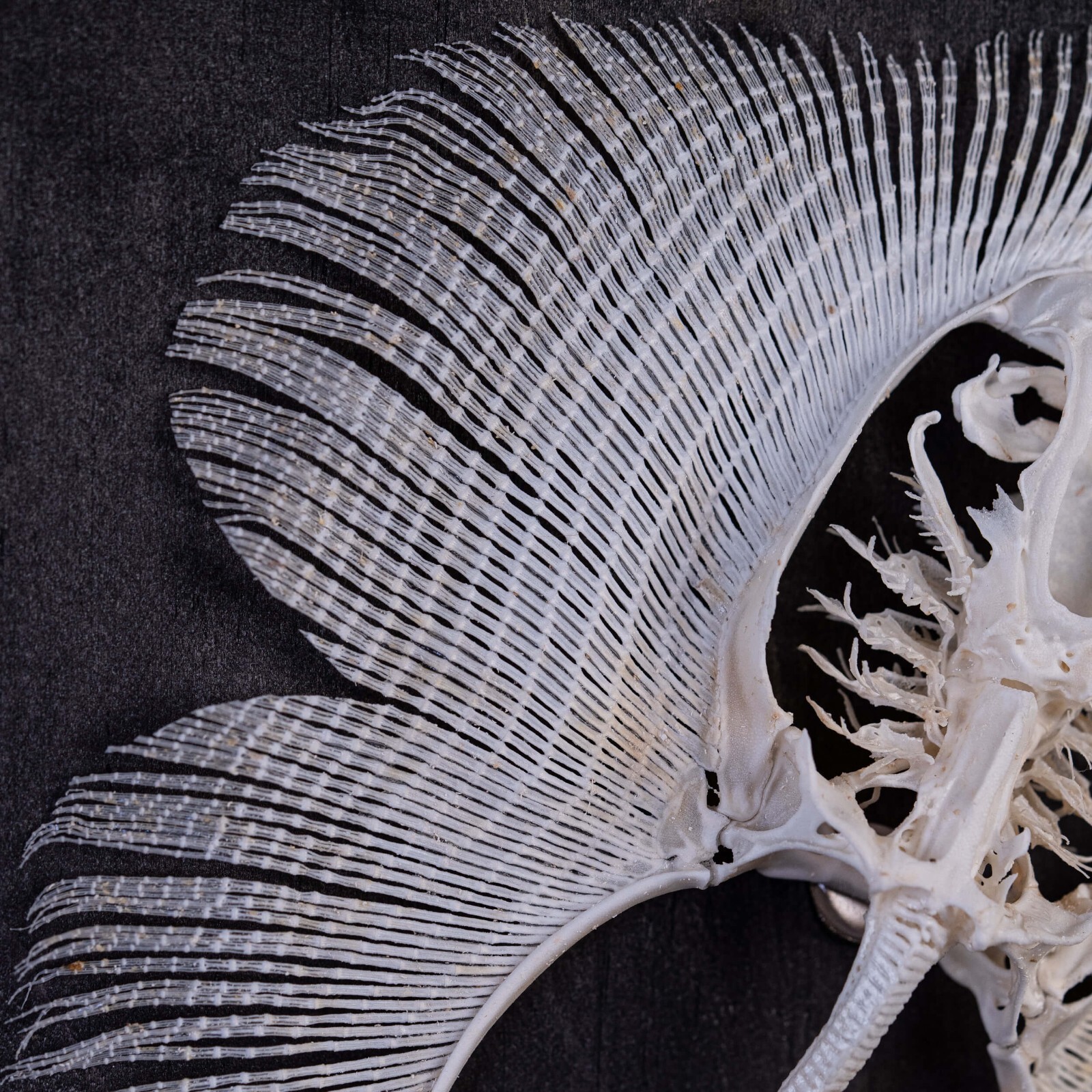 Real Stingray Skeleton, Butterfly shaped ray, manta taxidermy, Stingray ...