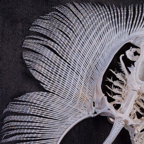 Real Stingray Skeleton, Butterfly shaped ray, manta taxidermy, Stingray ...