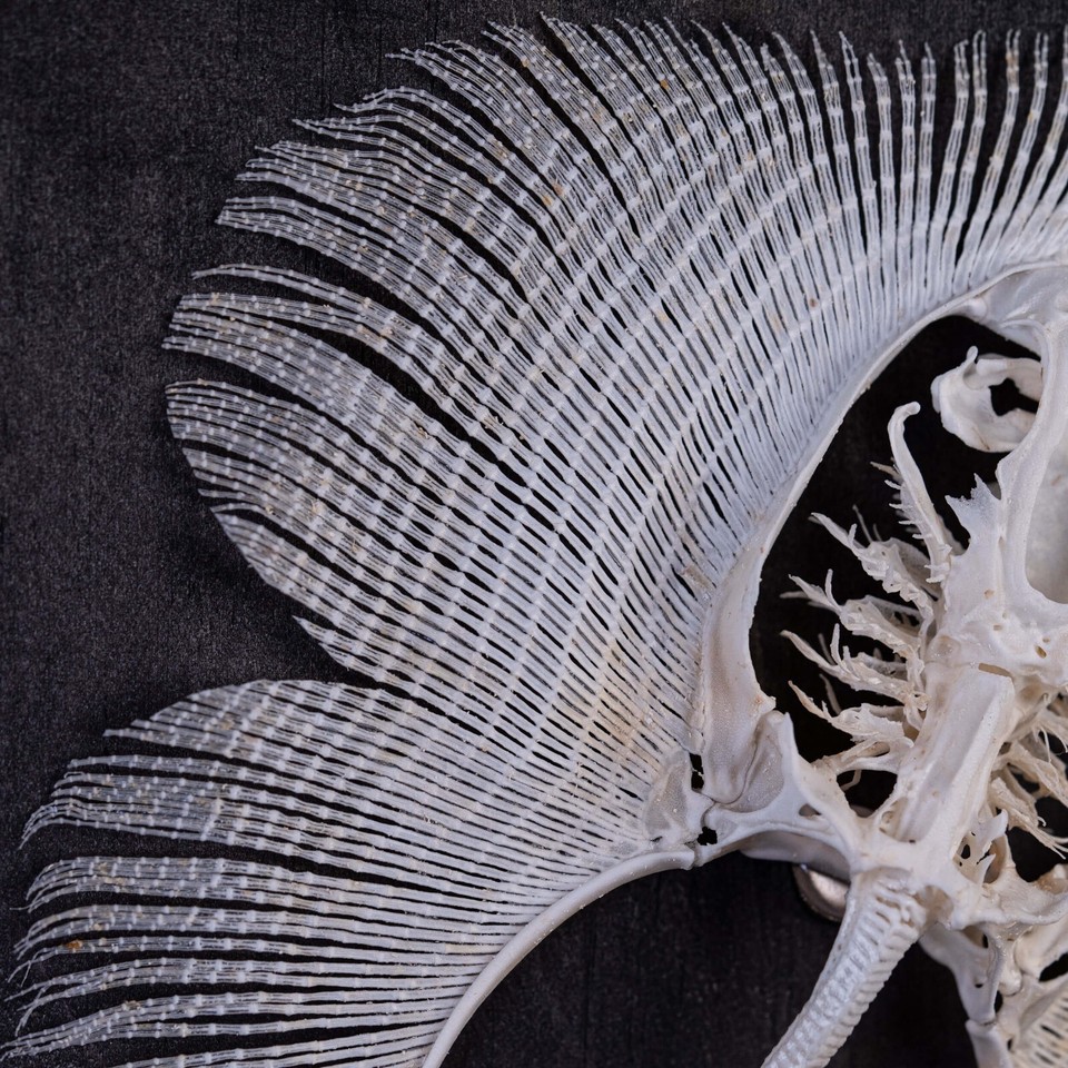 Real Stingray Skeleton, Butterfly shaped ray, manta taxidermy, Stingray ...