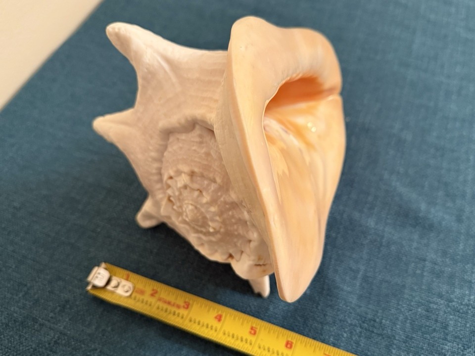 Conch Shell Large 9 Inches In Width | eBay