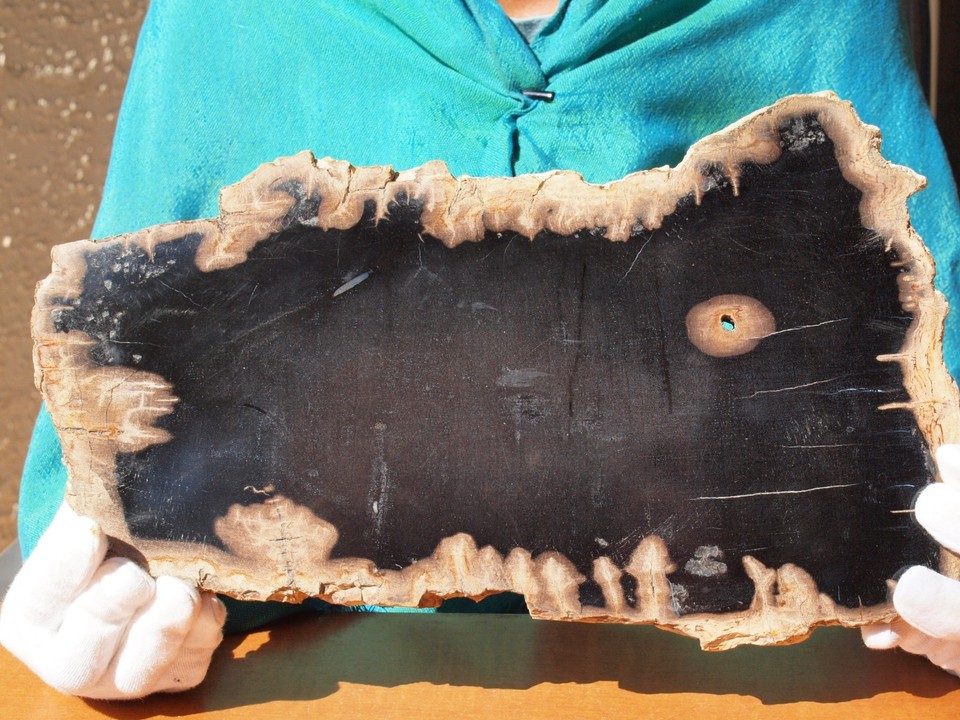 Beautiful Opal Petrified Wood Complete Trunk Cross Section from ...